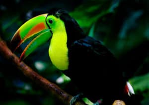 Toucan Animal Pictures | A-Z Animals