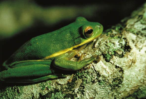 Tree Frog Animal Pictures | A-Z Animals