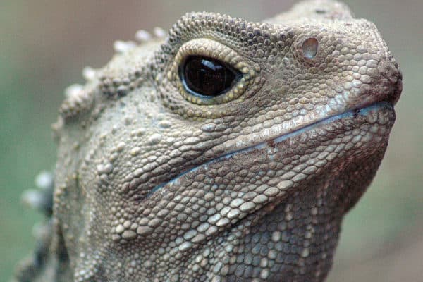 Tuatara Animal Facts | Sphenodon Punctatus | AZ Animals