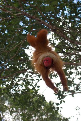 Uakari Animal Facts - Cacajao - A-Z Animals
