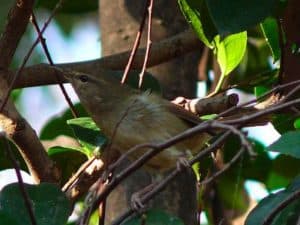 Uguisu Animal Facts - Horornis diphone - A-Z Animals