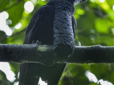 Umbrellabird Bird Facts | Cephalopterus | AZ Animals