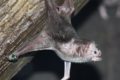 Vampire Bat (Desmodontinae) | AZAnimals.com