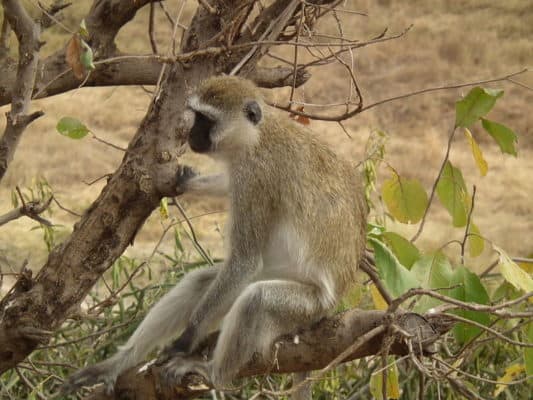 Vervet Monkey Animal Pictures | A-Z Animals