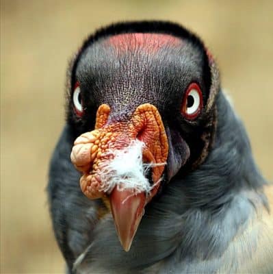 Vulture Animal Pictures | A-Z Animals