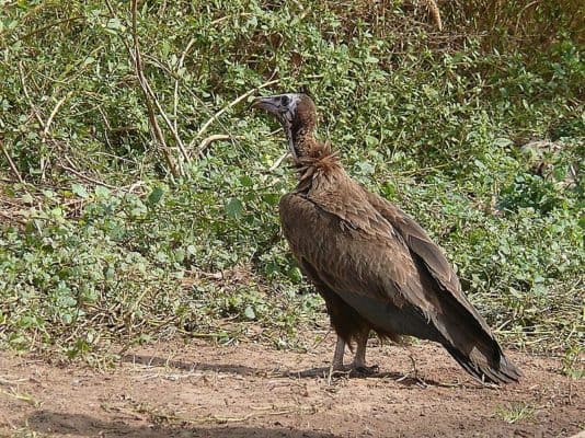 Vulture Animal Pictures | A-Z Animals