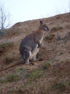 Wallaby - A-Z Animals