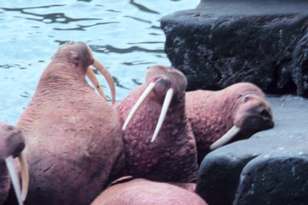 Walrus Animal Facts - Odobenus rosmarus - A-Z Animals