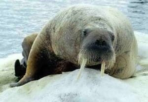 Walrus - A-Z Animals
