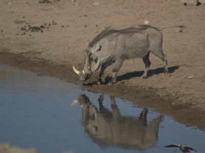 Warthog Animal Pictures | A-Z Animals