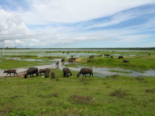 10 Essential Facts About Water Buffalo - A-Z Animals