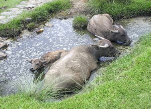 Why African Buffalos Are Among Africa's Big Five and Their Unique ...