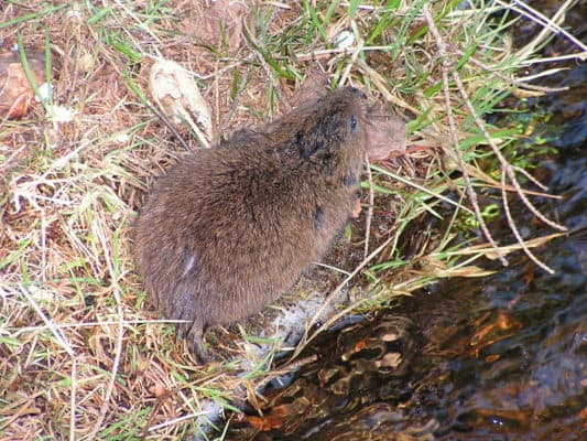 Water Vole Animal Pictures | A-Z Animals