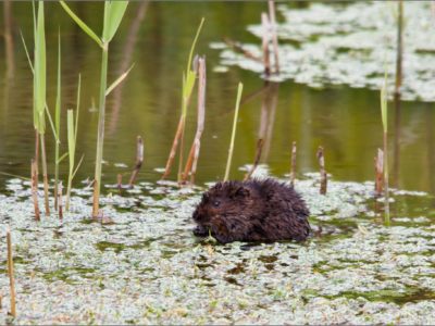 Water Vole Animal Facts | Arvicola amphibius | AZ Animals