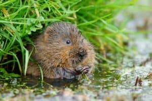 Discover 5 Animals That Eat Tree Bark - A-Z Animals