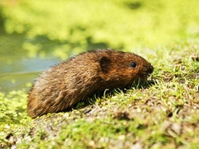 Water Vole Animal Facts | Arvicola amphibius | AZ Animals