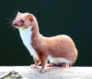 Pine Marten vs Least Weasel: What's the Difference? - A-Z Animals