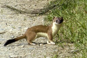 Stoat - A-Z Animals