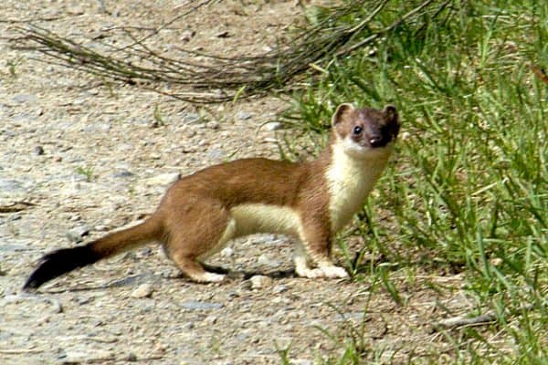 Stoat Animal Facts - Mustela Erminea - A-Z Animals