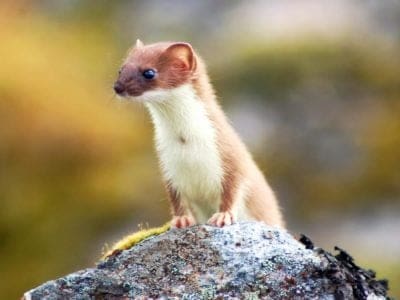 Weasel Animal Facts | Mustela nivalis | AZ Animals