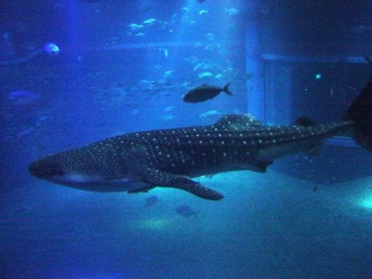 Whale Shark Animal Facts - Rhincodon typus - A-Z Animals