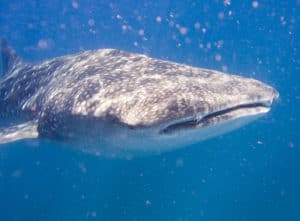 Whale Shark Animal Facts - Rhincodon typus - A-Z Animals