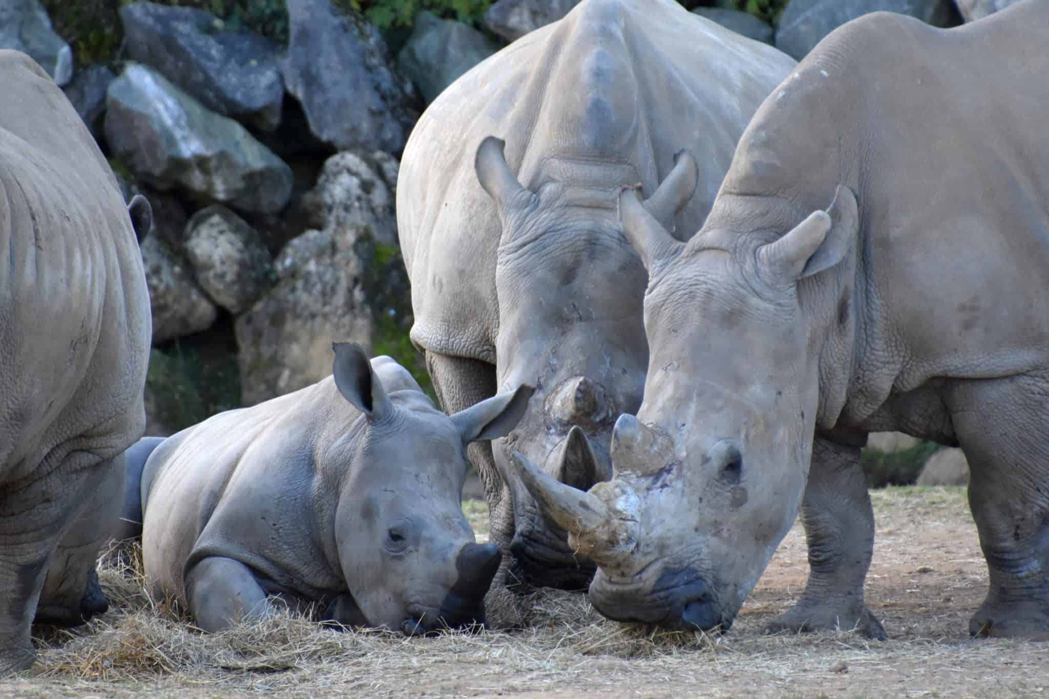 White Rhinoceros Animal Facts - Ceratotherium simum - A-Z Animals