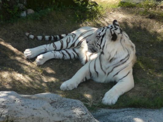 White Tiger Animal Facts - Panthera tigris tigris - A-Z Animals