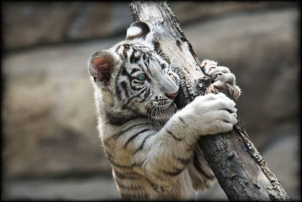 White Tiger Animal Facts - Panthera tigris tigris - A-Z Animals
