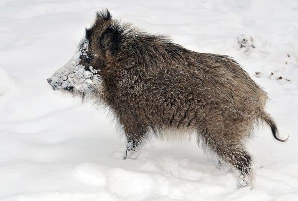 Wild Boar Animal Facts - Sus scrofa - A-Z Animals