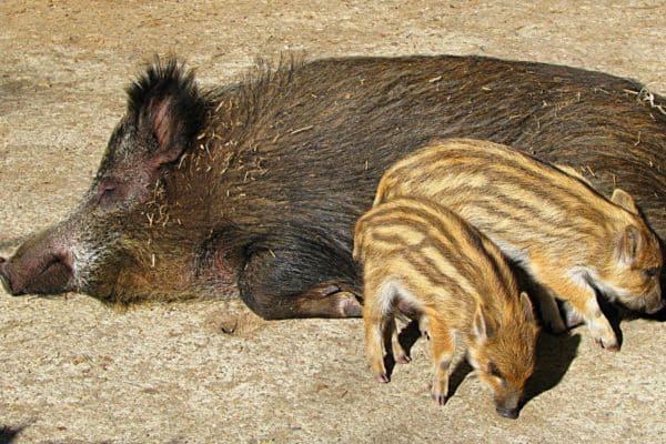 Wild Boar Animal Facts | Sus scrofa | AZ Animals