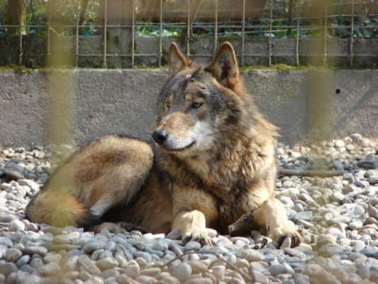 Wolf Animal Facts - Canis lupus - A-Z Animals