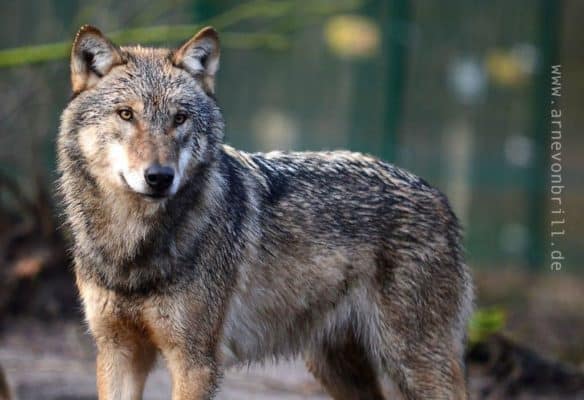 Wolf Animal Facts - Canis lupus - A-Z Animals