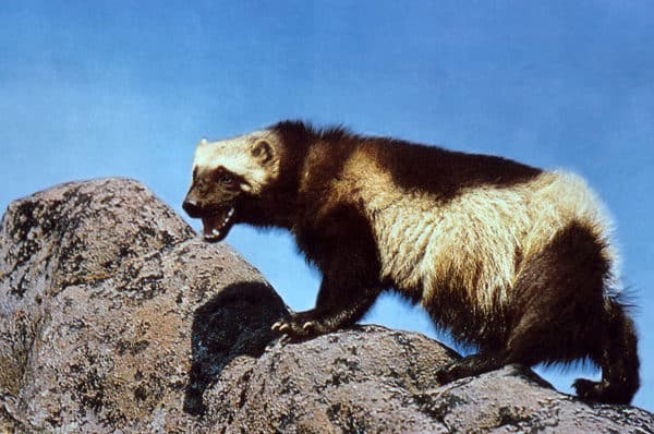 Wolverine Animal Pictures | A-Z Animals