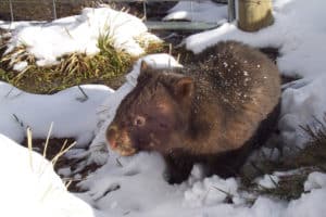 Wombat Animal Facts - Vombatidae - A-Z Animals