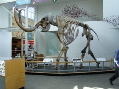 When Did Woolly Mammoths Go Extinct? - A-Z Animals