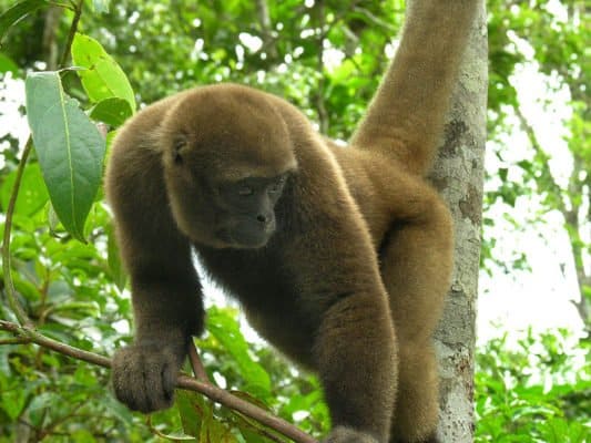 9 Types Of New World Monkeys - A-Z Animals