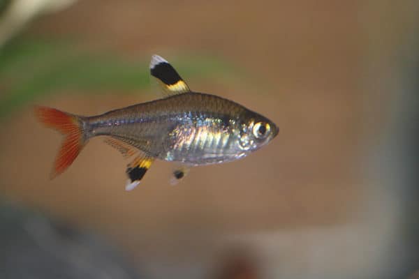 X-Ray Tetra Animal Facts - Pristella maxillaris - A-Z Animals