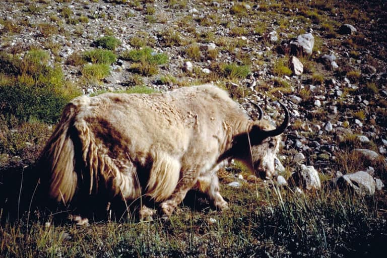 10 Fascinating Facts About Yaks - A-Z Animals