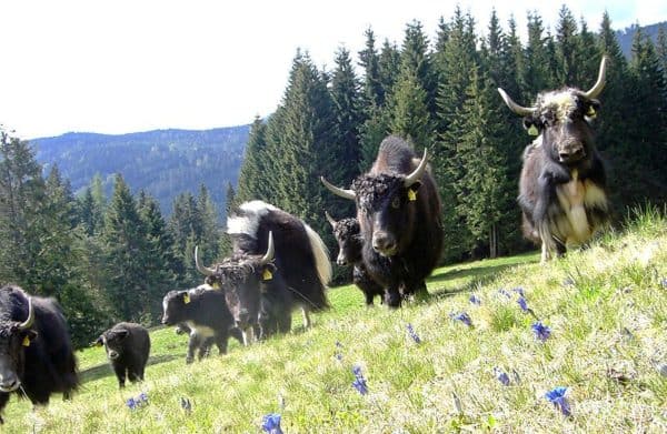 10 Fascinating Facts About Yaks - A-Z Animals