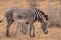 Zebra (Equus zebra, Equus quagga, Equus grevyi) | AZAnimals.com