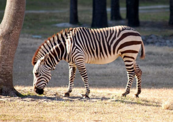 Zebra Animal Pictures | A-Z Animals