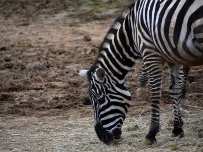 Zebra Animal Facts | Equus zebra, Equus quagga, Equus grevyi | AZ Animals