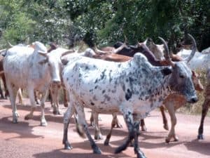 Zebu - A-Z Animals
