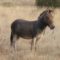 The Truth Behind The Zonkey - A-Z Animals