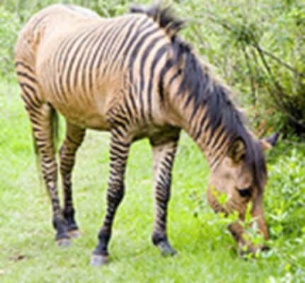 Zorse Animal Facts - Equus ferus caballus × Equus quagga (hybrid; no ...