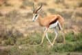 Antelope Meat: The Pros and Cons of Eating Antelope Meat - What You ...