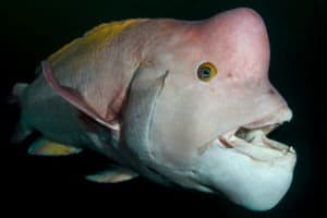 16 Amazing Fish with Big Foreheads (Must-See Photos!) - A-Z Animals