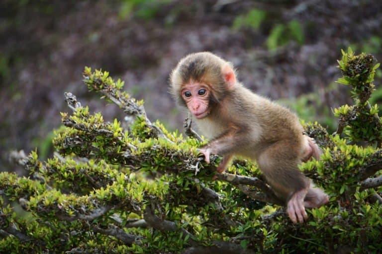 Animals that Start with J - Listed With Pictures, Facts - A-Z Animals