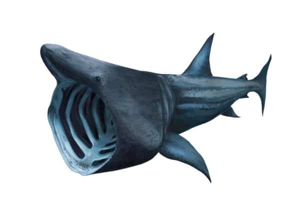 Basking Shark Animal Facts - Cetorhinus maximus - A-Z Animals